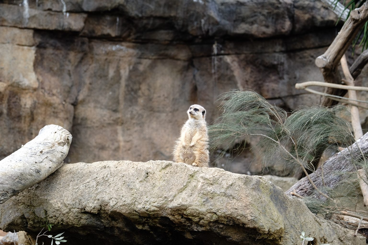 A Day at the Auckland Zoo